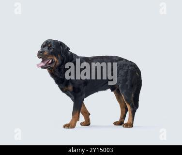 Beautiful healthy Rottweiler standing and looking away, side view, dog ...
