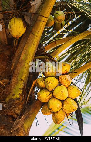 Goa, India. Close View Of Fruits Of Coconut Tree Palm Stock Photo - Alamy