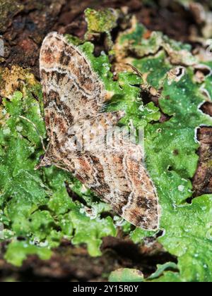 The geometer moth double-striped pug Gymnoscelis rufifasciata isolated ...