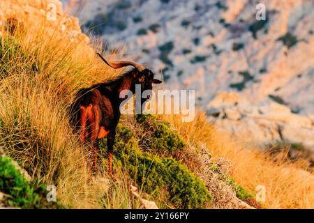 Mallorcan goat (Capra hircus), Pollença, Formentor Peninsula, Mallorca ...