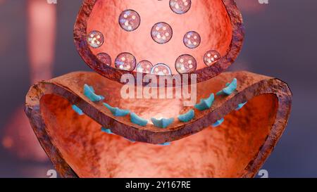 Muscarinic Acetylcholine receptors, muscle fiber sarcolemma ...