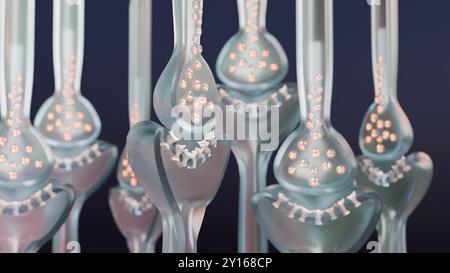 Muscarinic Acetylcholine receptors, muscle fiber sarcolemma ...