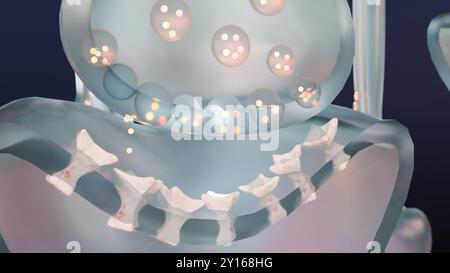 Muscarinic Acetylcholine receptors, muscle fiber sarcolemma ...