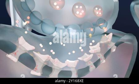 Muscarinic Acetylcholine receptors, muscle fiber sarcolemma ...