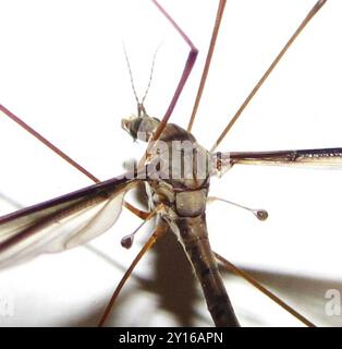 (Tipula caloptera) Insecta Stock Photo - Alamy