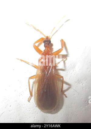 Gnat Bugs (Enicocephalidae) Insecta Stock Photo - Alamy