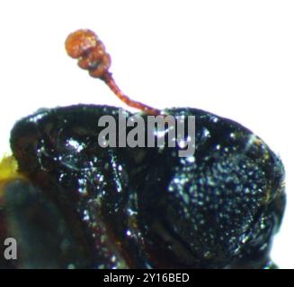 Slime flux beetle (Nosodendron unicolor) Insecta Stock Photo - Alamy