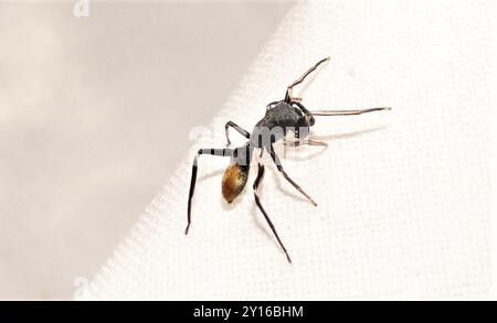 Mourning Ant-mimic Spider (Myrmarachne luctuosa) Arachnida Stock Photo ...