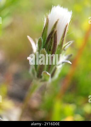 Tall Agoseris (Agoseris elata) Plantae Stock Photo - Alamy