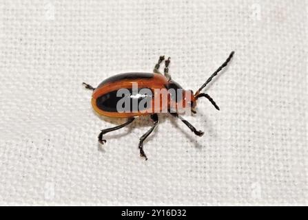 Orange Oides Leaf Beetle (Oides dorsosignata) Insecta Stock Photo - Alamy