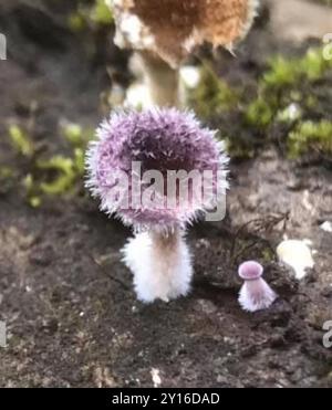 (Panus strigellus) Fungi Stock Photo - Alamy