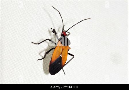 Milk Vine Bug (Oncopeltus sordidus) Insecta Stock Photo - Alamy