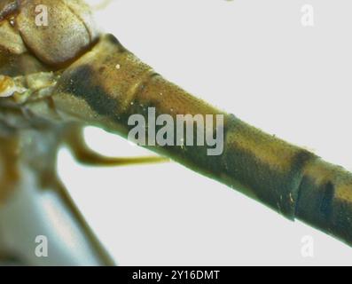 (Tipula caloptera) Insecta Stock Photo - Alamy