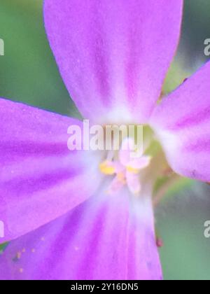 Little-Robin (Geranium purpureum) Plantae Stock Photo - Alamy