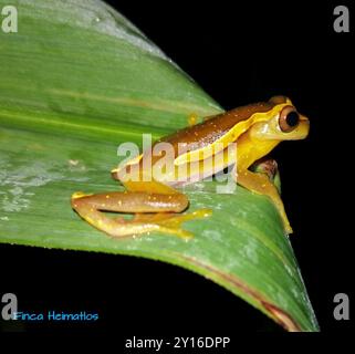 Upper Amazon Tree Frog (Dendropsophus bifurcus) Amphibia Stock Photo ...