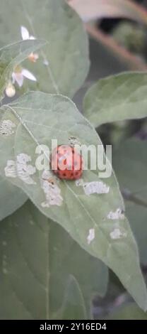 Hadda Beetle (Henosepilachna vigintioctopunctata) Insecta Stock Photo ...