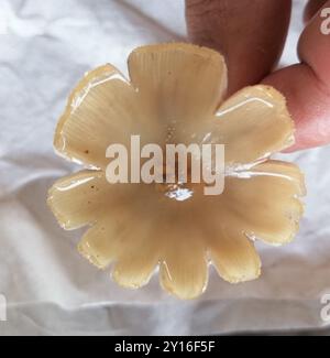 (Psilocybe caerulescens) Fungi Stock Photo - Alamy