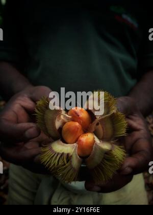 wild durian (Cullenia exarillata) Plantae Stock Photo - Alamy