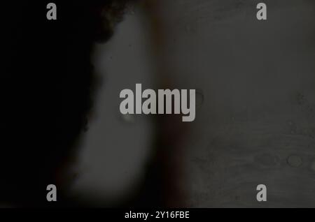 (Porpidia thomsonii) Fungi Stock Photo - Alamy