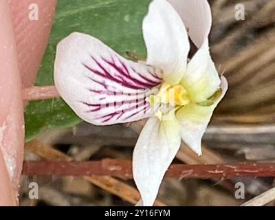 primrose-leaved violet (Viola primulifolia) Plantae Stock Photo - Alamy