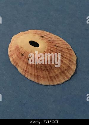Volcano Keyhole Limpet (Fissurella volcano) Mollusca Stock Photo - Alamy