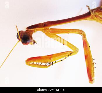 Zebra Mantis (Omomantis zebrata) Insecta Stock Photo - Alamy