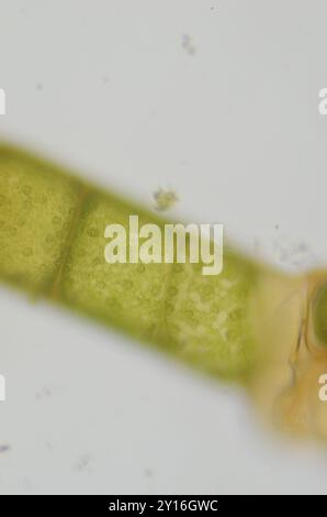 (Urospora wormskioldii) Plantae Stock Photo - Alamy