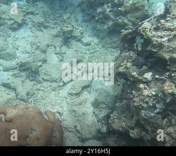 Sand Diver (Synodus intermedius) Actinopterygii Stock Photo - Alamy