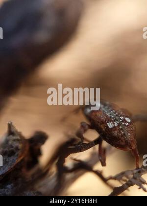 Pine Weevils (Pissodes) Insecta Stock Photo - Alamy