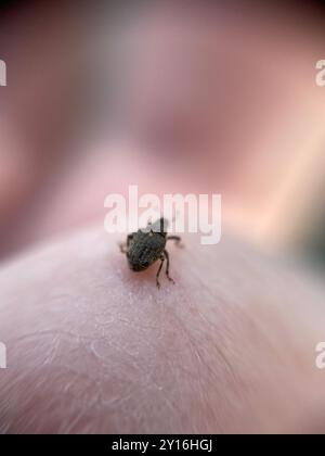 Cabbage Stem Weevil (Ceutorhynchus pallidactylus) Insecta Stock Photo ...