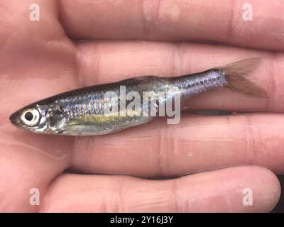 Texas Shiner (Notropis amabilis) Actinopterygii Stock Photo - Alamy