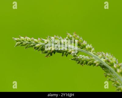 Jungle Rice (Echinochloa colonum) Plantae Stock Photo - Alamy