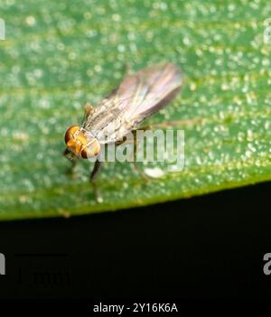 (Trixoscelis signifera) Insecta Stock Photo - Alamy