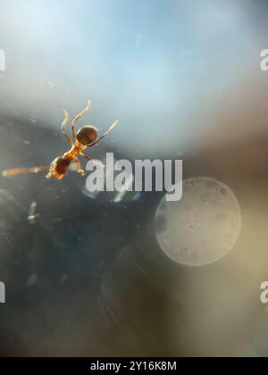 central european bicolored ant (Lasius emarginatus) Insecta Stock Photo ...