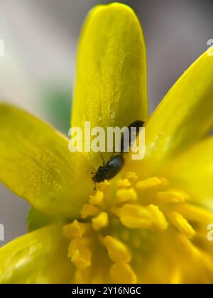 Common Pollen Beetle (Brassicogethes aeneus) Insecta Stock Photo - Alamy