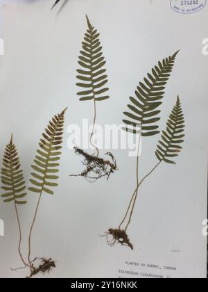 (Polypodium × incognitum) Plantae Stock Photo - Alamy