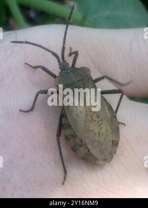 (Spartocera fusca) Insecta Stock Photo - Alamy
