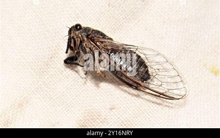 True Largeclasper Cicadas (Cicadettini), Insecta, Waitati, New Zealand ...