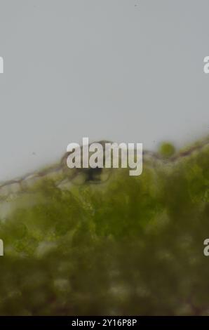 Complex thallose liverworts (Marchantiales) Plantae Stock Photo - Alamy