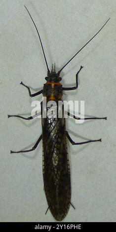 Giant Stoneflies and Salmonflies (Pteronarcys) Insecta Stock Photo - Alamy