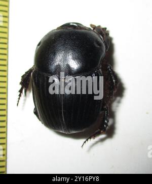 (Onitis deceptor) Insecta Stock Photo - Alamy