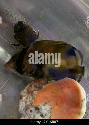 Threebanded Butterflyfish (Chaetodon humeralis) Actinopterygii Stock ...
