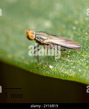 (Trixoscelis signifera) Insecta Stock Photo - Alamy