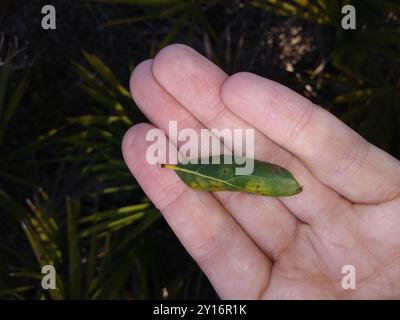 Florida scrub oak (Quercus inopina) Plantae Stock Photo - Alamy