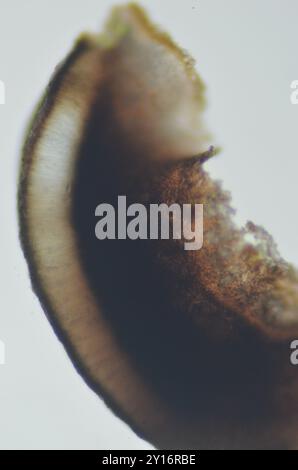 Orange Boulder Lichen (Porpidia flavicunda) Fungi Stock Photo - Alamy