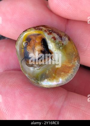Brown Tegula (Tegula brunnea) Mollusca Stock Photo - Alamy