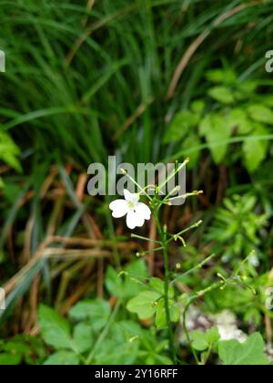 seaside bittercress (Cardamine angulata) Plantae Stock Photo - Alamy