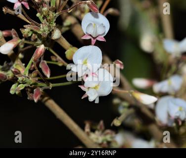 Ujjain Desmodium Tree (Ougeinia oojeinensis) Plantae Stock Photo - Alamy