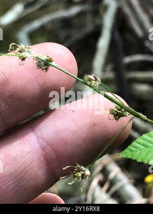 Hedgehog Woodrush (Luzula echinata), Plantae, Wadesboro, NC, US Stock ...