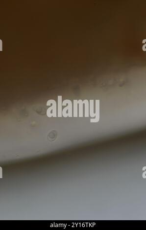 (Agyrium rufum) Fungi Stock Photo - Alamy